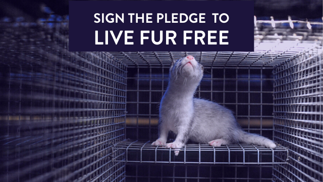 I Pledge To Live Fur Free! - Voters For Animal Rights